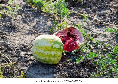 Split Two Old Rotten Watermelon Rotten Stock Photo 1267460119 ...