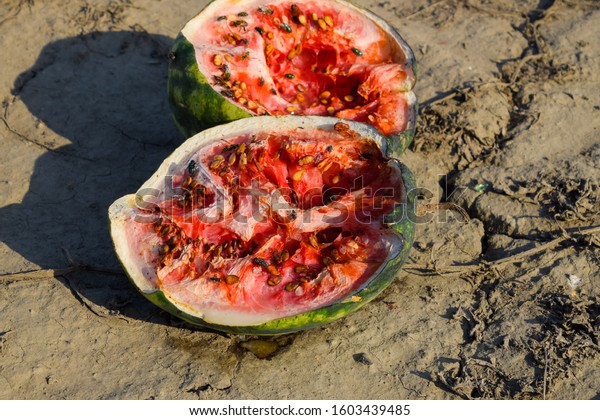 Split Two Old Rotten Watermelon Rotten Stock Photo 1603439485 ...