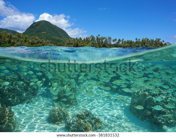 Split view above and below water surface near a tropical shore with a ...