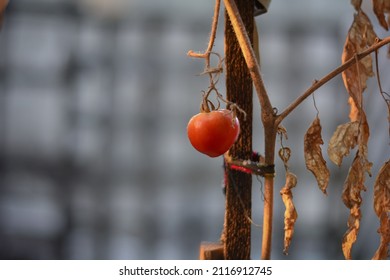 2,543 Spoiled crop Images, Stock Photos & Vectors | Shutterstock