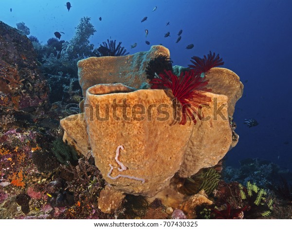 Sponge Feather Star Stock Photo 707430325 | Shutterstock