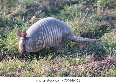 86 Armadillo Eating Images, Stock Photos & Vectors | Shutterstock