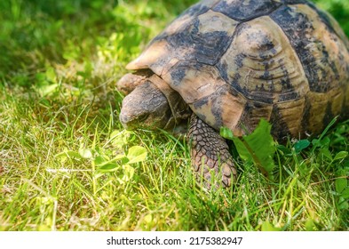 Spotted Brown Tortoise Shell Close Turtles Stock Photo 2175382947 ...