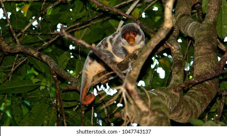 21 Spotted cuscus Images, Stock Photos & Vectors | Shutterstock
