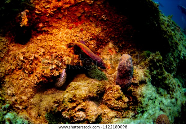 Spotted Moray Eel Chasing Grouper Stock Photo 1122180098 | Shutterstock