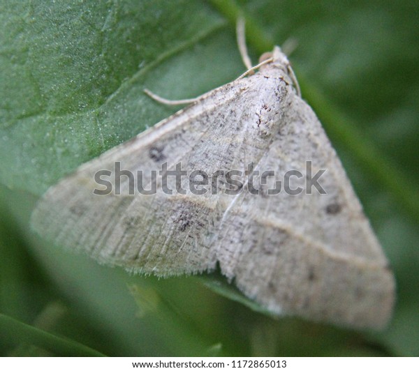 Spotted White Moth Stock Photo 1172865013 | Shutterstock