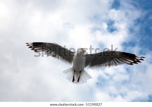 Spread Wing Stock Photo 51190027 | Shutterstock