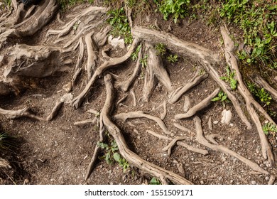 401 No root system Images, Stock Photos & Vectors | Shutterstock