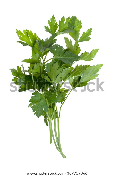 Sprig Cilantro Stock Photo (Edit Now) 387757366