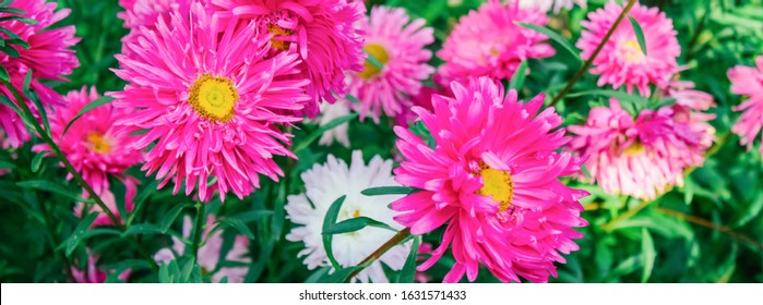 92 Coli flower 이미지, 스톡 사진 및 벡터 | Shutterstock