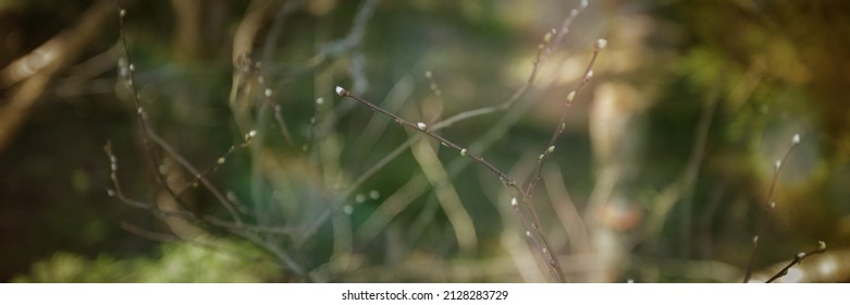 98,647 Young twigs Images, Stock Photos & Vectors | Shutterstock