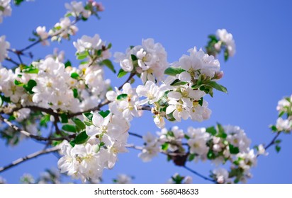 Spring Backgroundblossoming Fruit Trees Stock Photo 568048633 ...