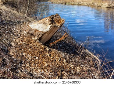 3,122 Beaver Cutting Tree Images, Stock Photos & Vectors | Shutterstock