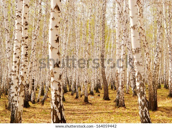 Spring Birch Forest Stock Photo (Edit Now) 164059442