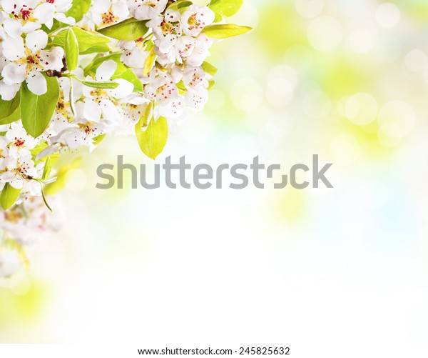 Spring Blossoms On White Background Free Stock Photo 245825632 ...