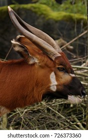 353 Spring bock Images, Stock Photos & Vectors | Shutterstock