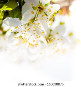 Spring Bokeh Stock Photo 163038875 | Shutterstock
