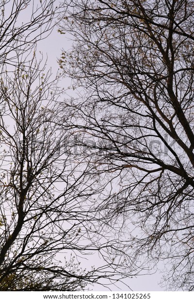 Spring Branch Trees Sky Texture Background Stock Photo 1341025265 ...