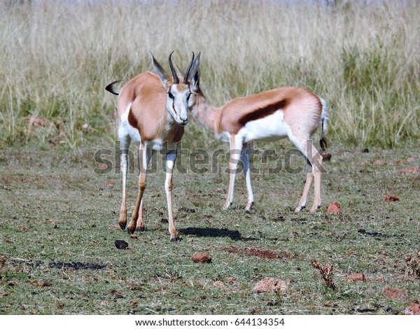 Spring Buck Stock Photo 644134354 | Shutterstock