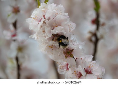 94 Riotous bloom Images, Stock Photos & Vectors | Shutterstock