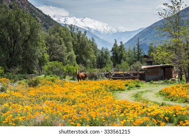 3,160 imágenes de Horses chile - Imágenes, fotos y vectores de stock ...