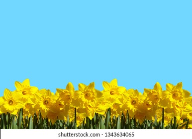 Spring Daffodils Background Stock Photo 1343634065 | Shutterstock