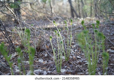 596 Fern Patch Images, Stock Photos & Vectors | Shutterstock