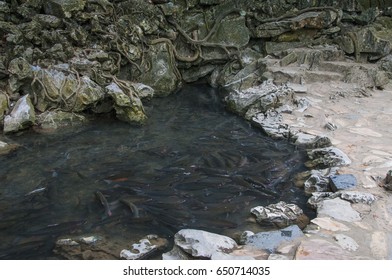 Spring Fish Stock Photo 650714035 | Shutterstock
