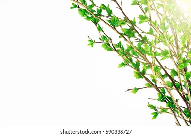 Spring Flower Background Empty Space Stock Photo 590338727 | Shutterstock