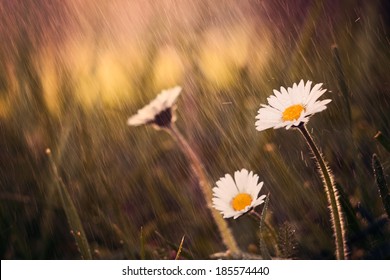 260,101 Spring flowers rain Images, Stock Photos & Vectors | Shutterstock