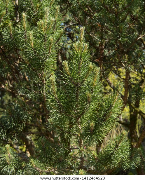 Spring Foliage Dwarf Mountain Pine Tree Stock Photo 1412464523 ...