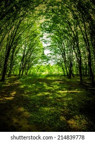 4,153,453 Spring forest background Images, Stock Photos & Vectors ...