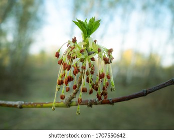252 Maple Tree Catkins Images, Stock Photos & Vectors | Shutterstock