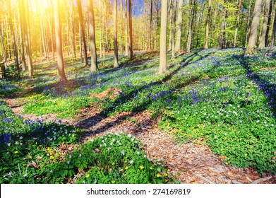 64,448 Spring Flowers Forest Path Images, Stock Photos & Vectors ...