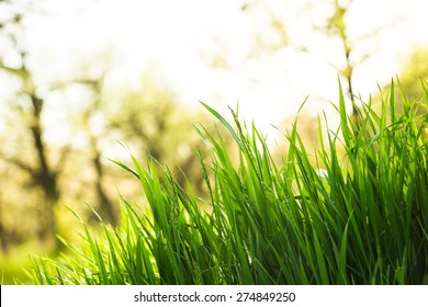 5,023,947 Spring grasses with background Images, Stock Photos & Vectors ...