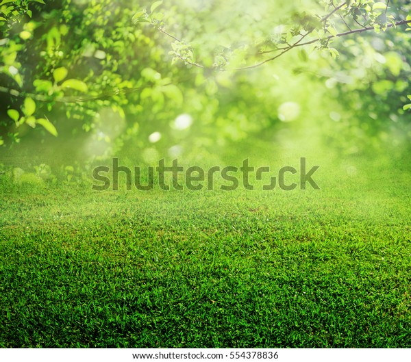 Spring Grass Background Stock Photo (Edit Now) 554378836