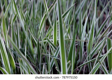Spring Grass Texture Stock Photo 787975150 | Shutterstock