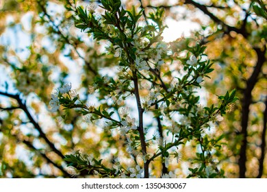 Stock Photo and Image Portfolio by anasg | Shutterstock