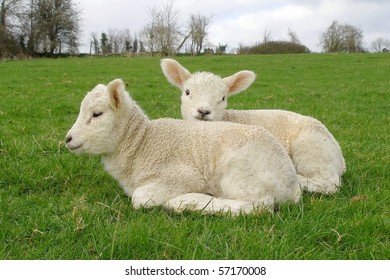6 Month Old Sheep On Meadow Stock Photo 108982238 | Shutterstock