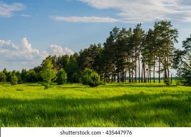 Spring Landscape Pine Trees Meadow Europe Stock Photo 435447976 ...