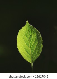 Spring Leaf Stock Photo 13617043 | Shutterstock