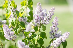 5 Artistic photos lilac set, a Nature Photo by WildStrawberry Magic