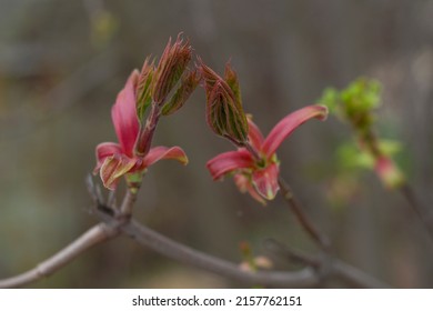9,203 Maple tree buds Images, Stock Photos & Vectors | Shutterstock
