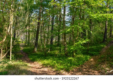 Spring Mixed Forest Diverging Paths Young Stock Photo 1923122267 ...