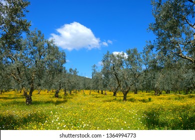 51,240 Olive trees field Images, Stock Photos & Vectors | Shutterstock
