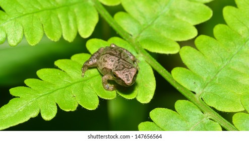 Spring peeper Images, Stock Photos & Vectors | Shutterstock