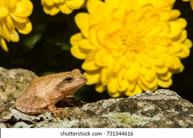 Spring peeper Images, Stock Photos & Vectors | Shutterstock