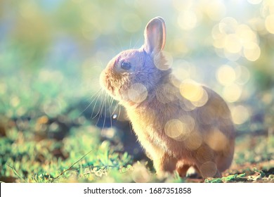 Spring Rabbit Green Field Easter Symbol Stock Photo 1687351858 ...