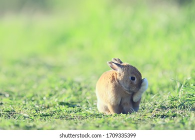 Spring Rabbit Green Field Easter Symbol Stock Photo 1709335399 ...