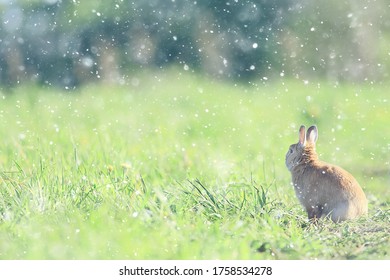 Spring Rabbit Green Field Easter Symbol Stock Photo 1758534278 ...